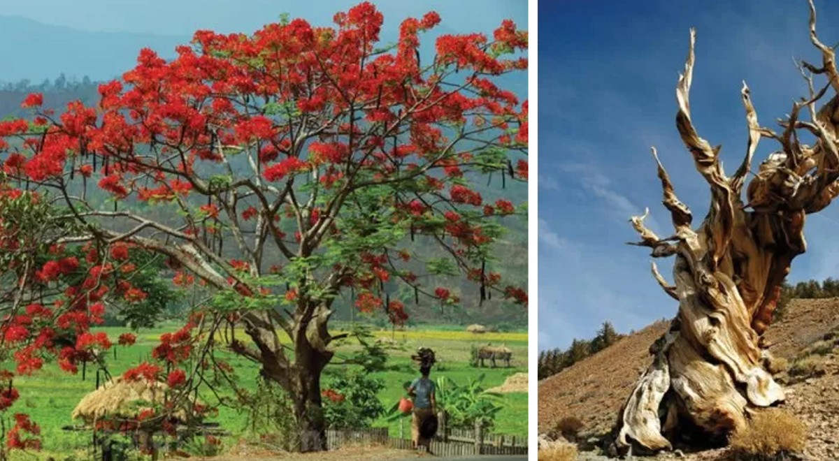 Ces 14 arbres sont parmi les plus beaux arbres que la nature nous a ...