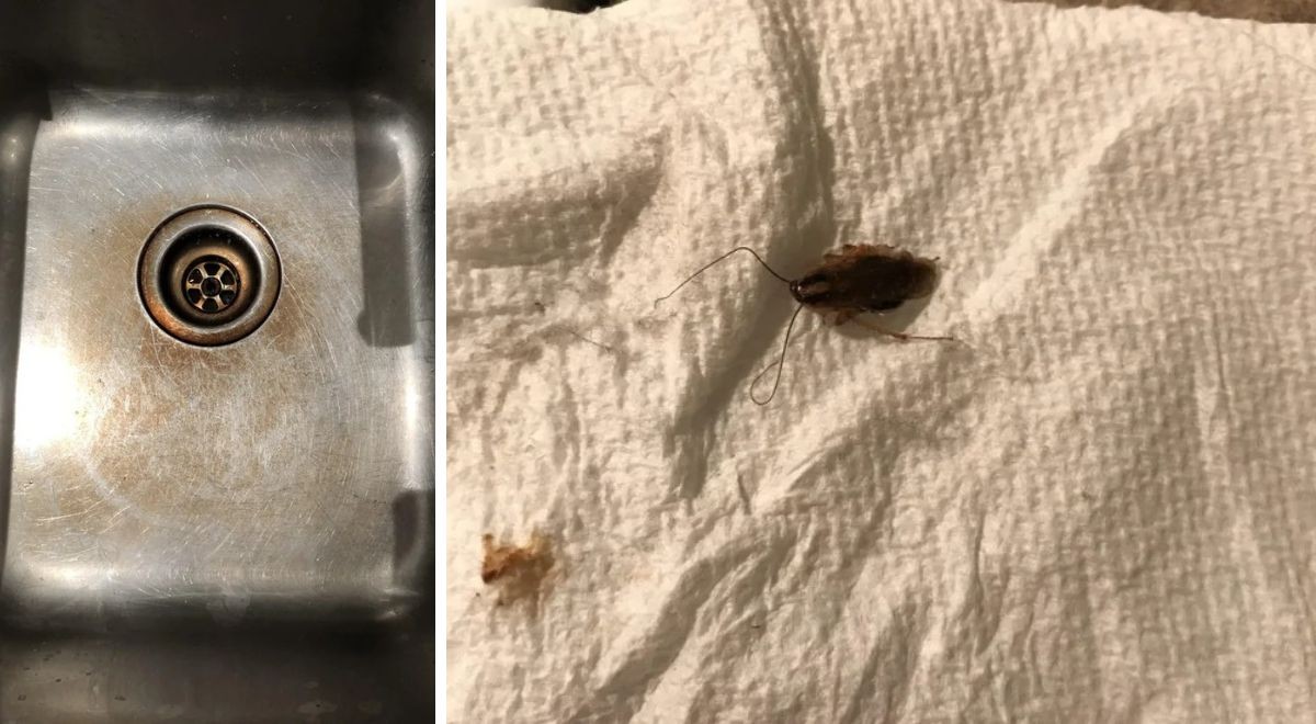 Cockroaches in the kitchen: DIY methods to repel them - CreativoMedia.co.uk