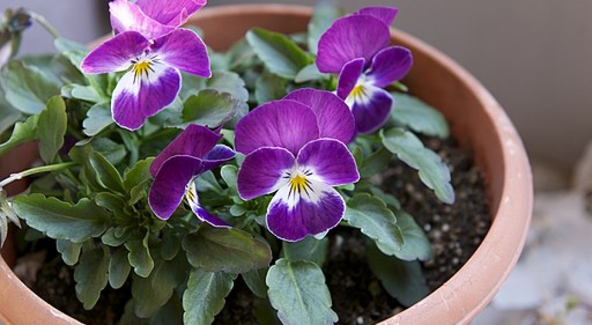 Penséer: användbara tips för att odla dem och ta hand om dem på bästa möjliga sätt ...