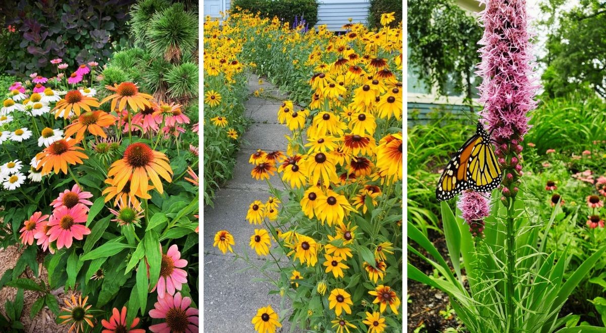Vous Débutez Dans Le Jardinage Avec Ces 8 Plantes Pérennes Vous Ne