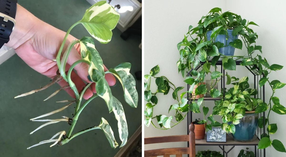 Föröka gullranka: tips för att få massor av nya växter utan kostnad - CreativoSverige.se