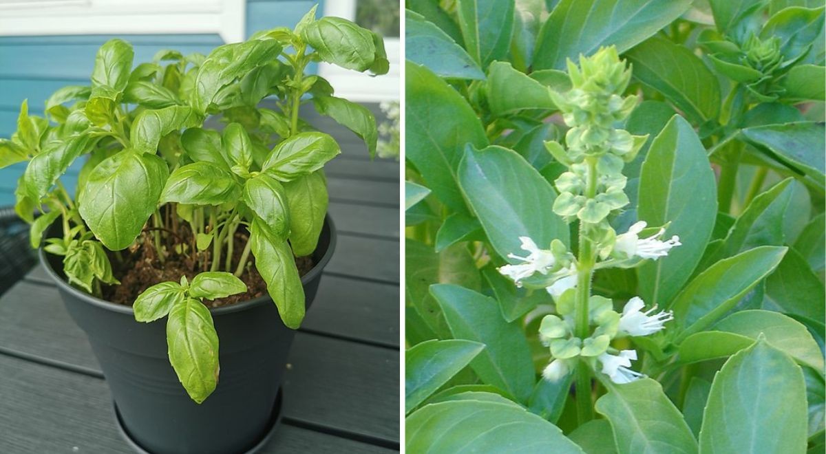 Basilicum kweken: 7 trucs om hem in leven te houden - Creativonederland.nl