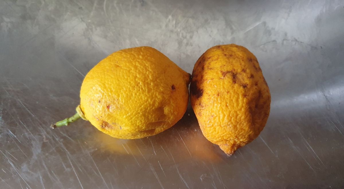 Old lemons can be a precious resource: don't throw them away - you can ...
