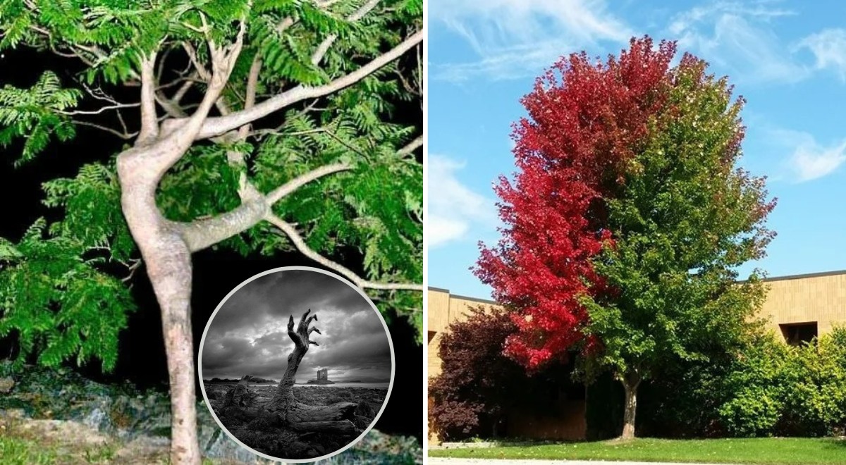 14 träd med ett bisarrt utseende som du kanske aldrig sett tidigare ...