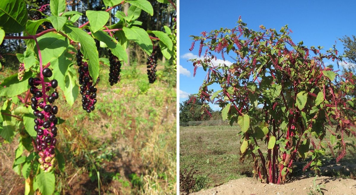 Bestrijd een van de meest woekerende onkruiden ooit: Phytolacca ...