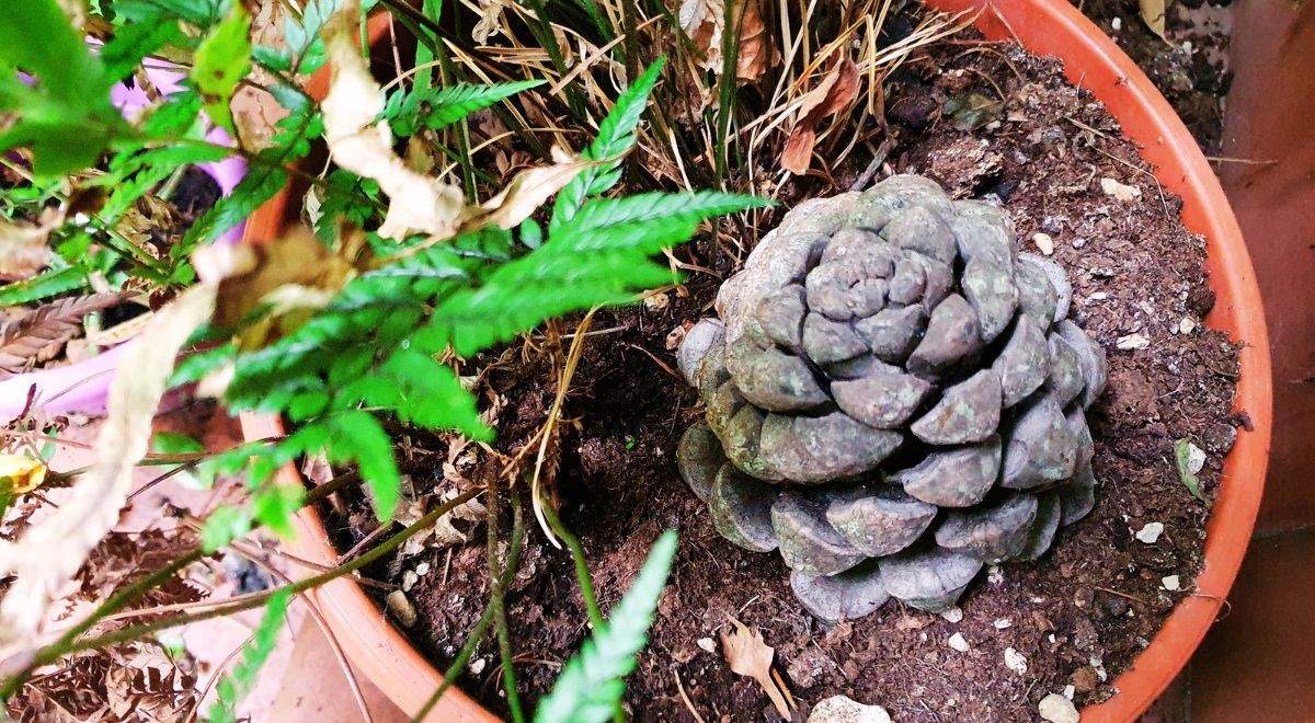 Piante da interno: una pigna può aiutarti a coltivarle meglio ...