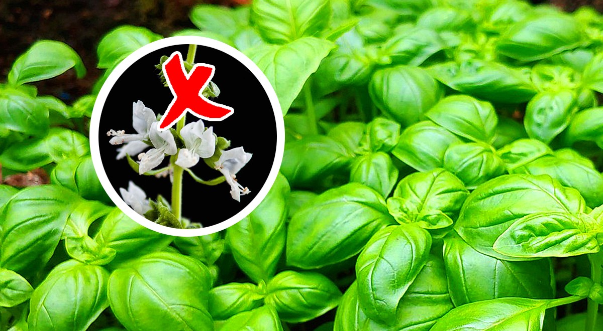 5 astuces pour les nuls pour cultiver un beau basilic luxuriant ...