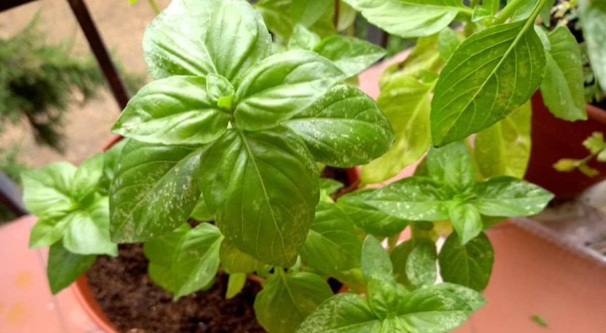 Macchie sul basilico: come eliminare le cicaline dalle erbe aromatiche - Creativo.media