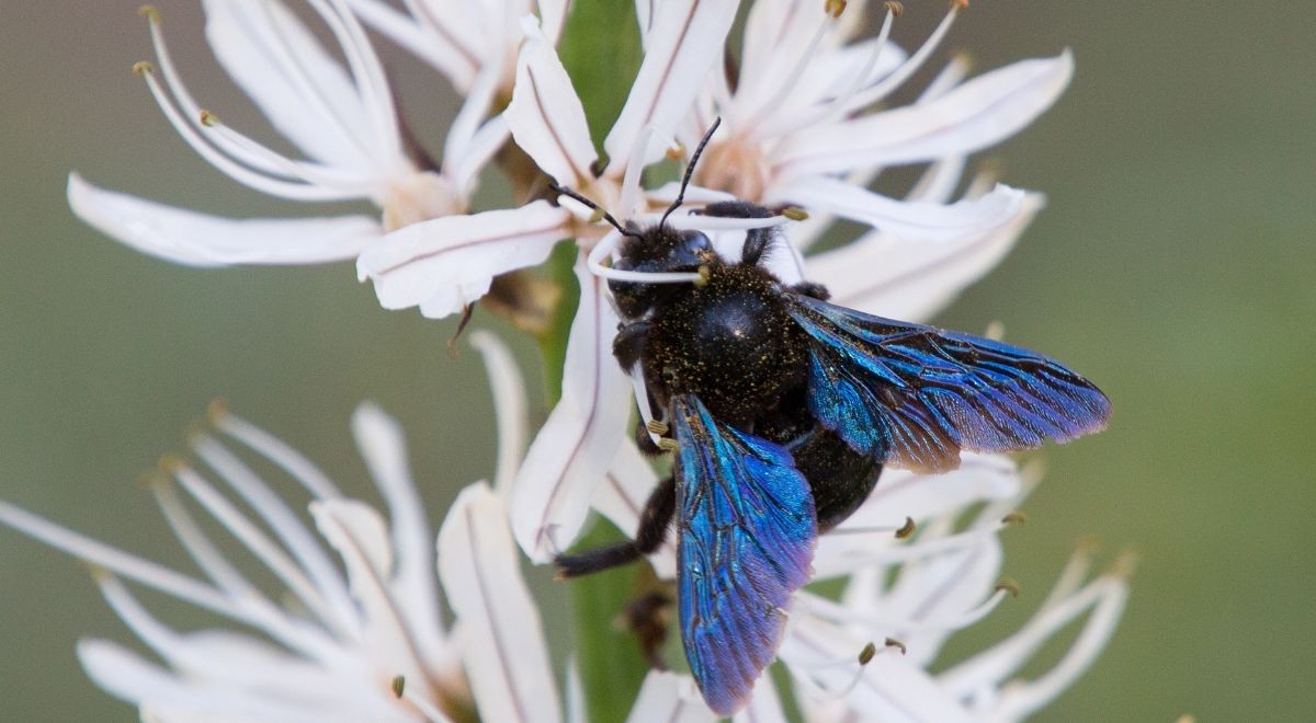 Blaue Biene oder Holzbiene: keine Hummel, aber ein wertvolles Garteninsekt, das man anlocken ...