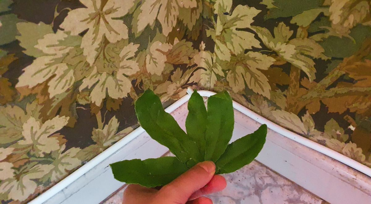 5 laurierblaadjes in huis: ontdek de truc om van kakkerlakken af te ...