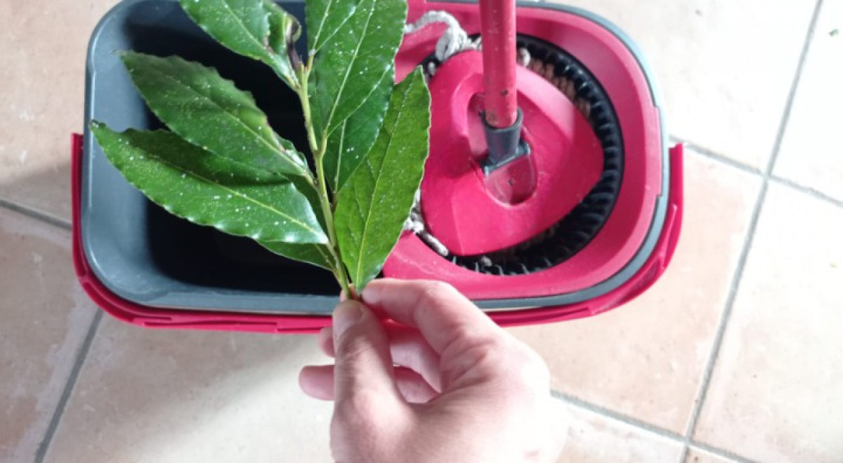 Naturligt DIY-rengöringsmedel: hur man använder lagerblad för att torka ...
