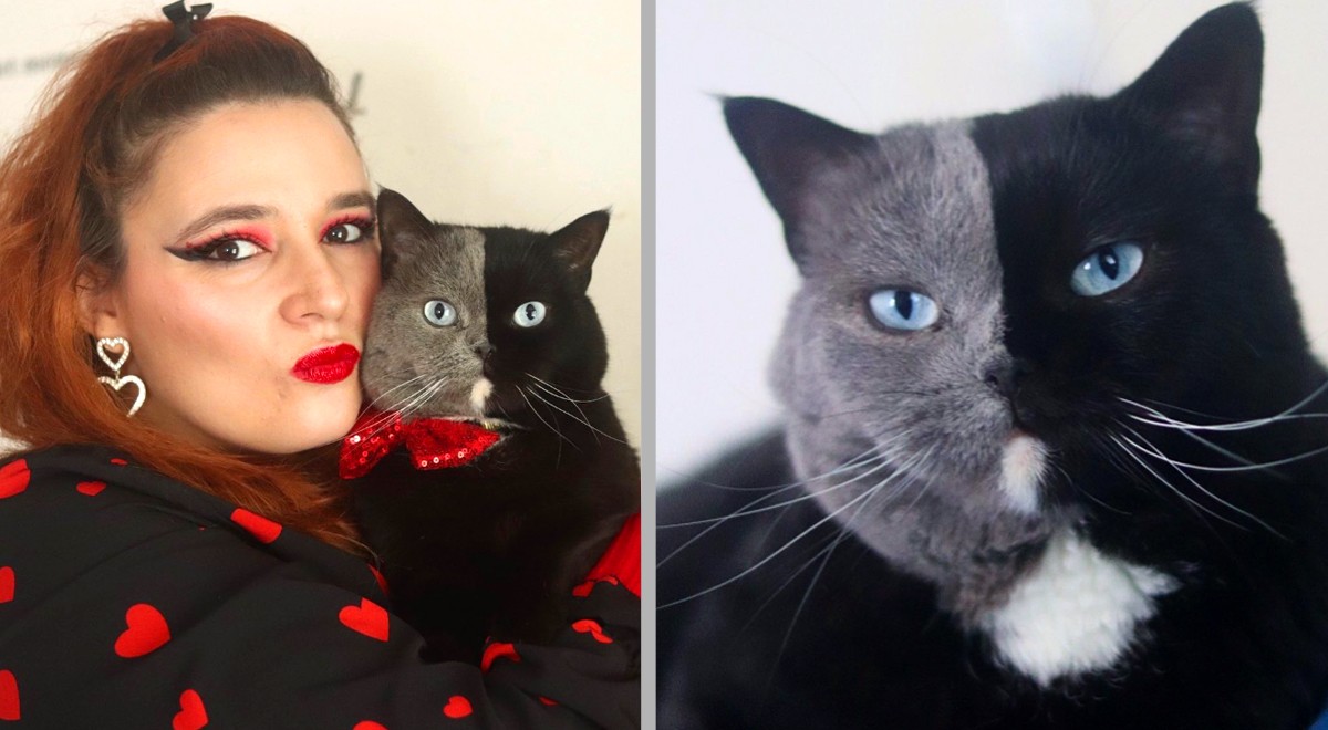 Narnia è tra i gatti più belli del mondo - Argo.pet