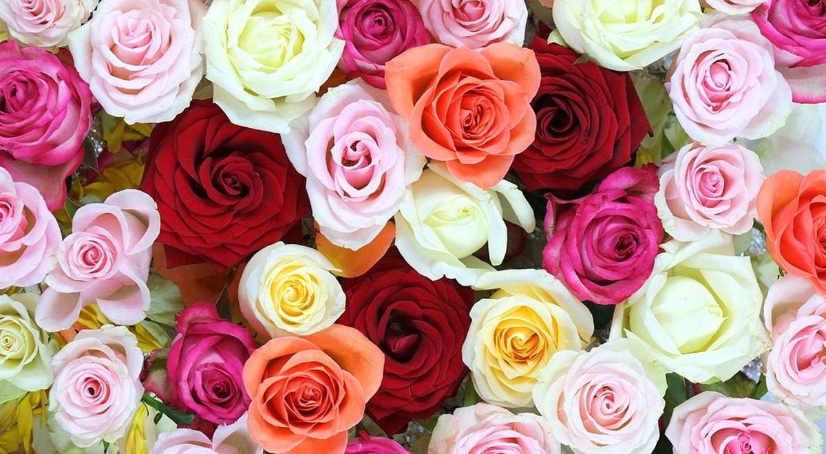 The secret symbolism of roses: each color symbolizes emotions or ...