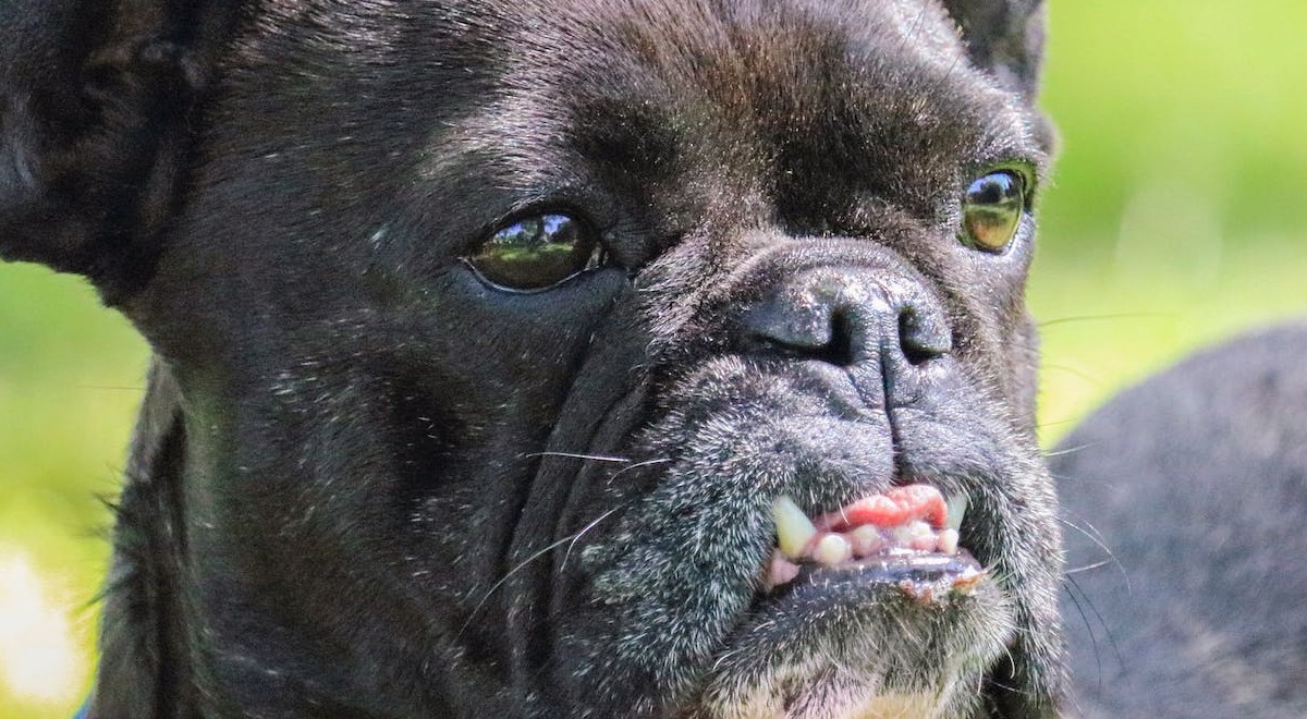 Il prognatismo nei cuccioli di cane: possibili cause - Argo.pet