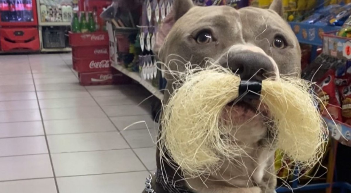 Questo cane è il vero motivo per cui i clienti entrano nel negozio ...