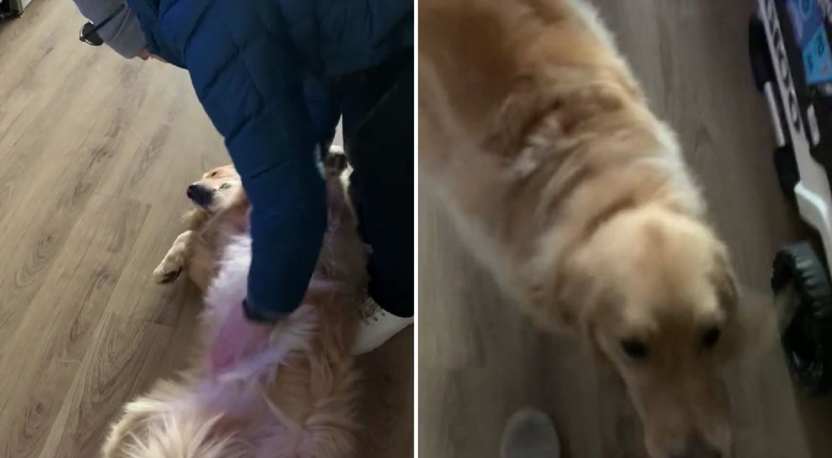 Dopo la lunga assenza, il cane rivede il suo umano e la sua reazione è ...