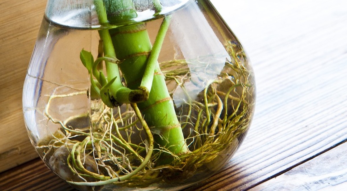 Le miel et la cannelle sont imbattables pour faire pousser de nouvelles ...