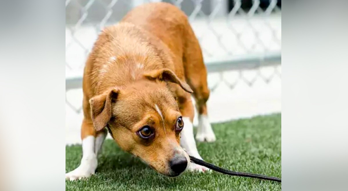 Ecco come avvicinarsi nella maniera giusta ad un cane che non si ... Ecco come avvicinarsi nella maniera giusta ad un cane che non si ...