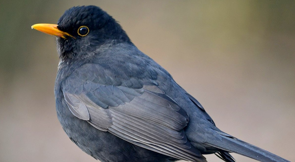 Un uccello è entrato in casa tua? Scopriamo quale messaggio voleva ...