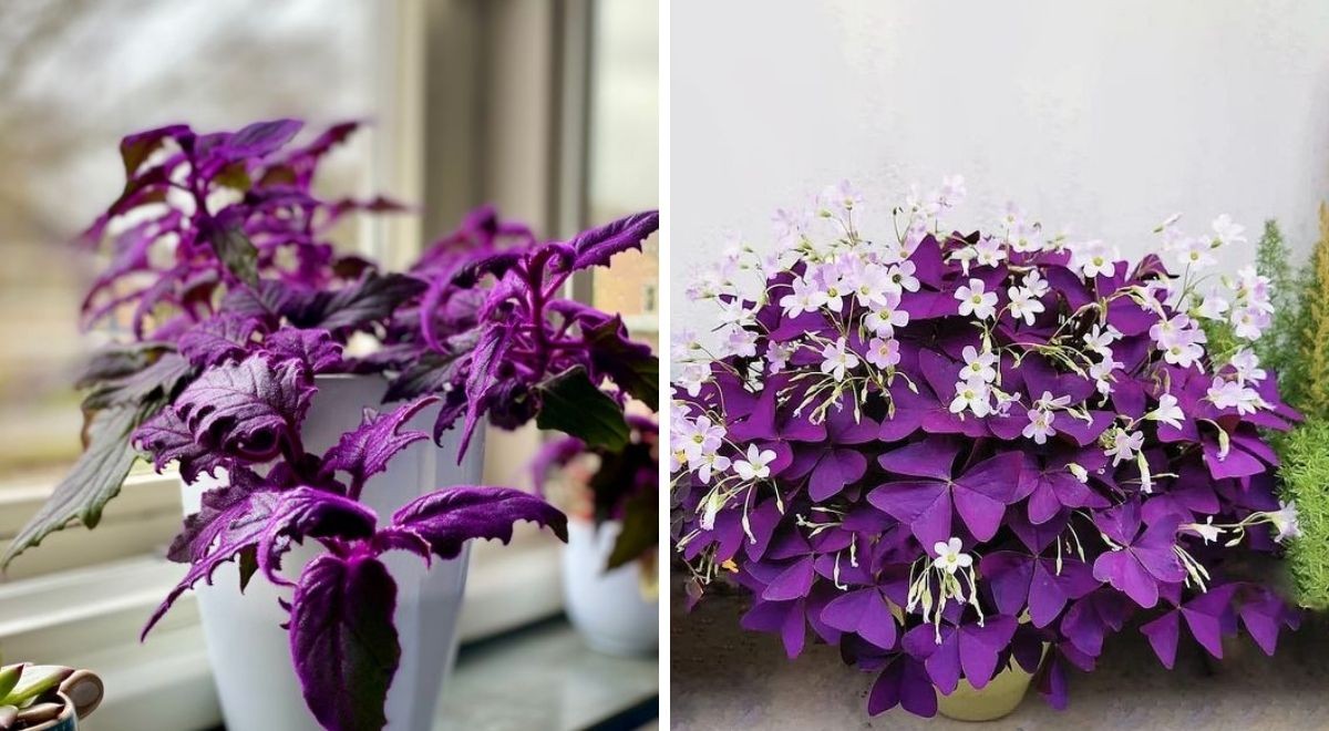 Sie lieben Violett? Entdecken Sie die schönsten violettblättrigen ...