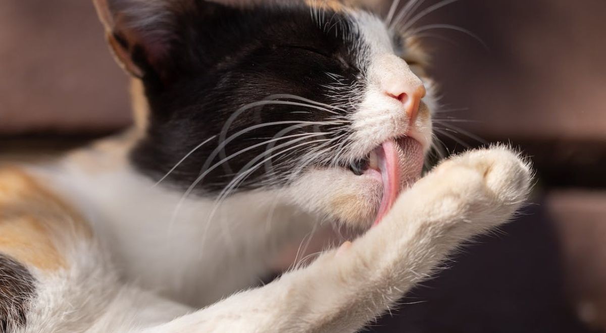 Perché la lingua dei gatti è così ruvida? - Argo.pet