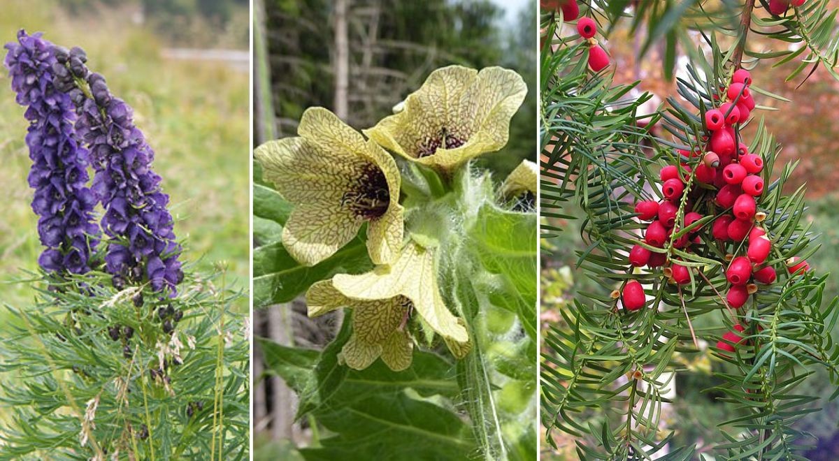 10 common plants that appear harmless but are actually quite poisonous ...