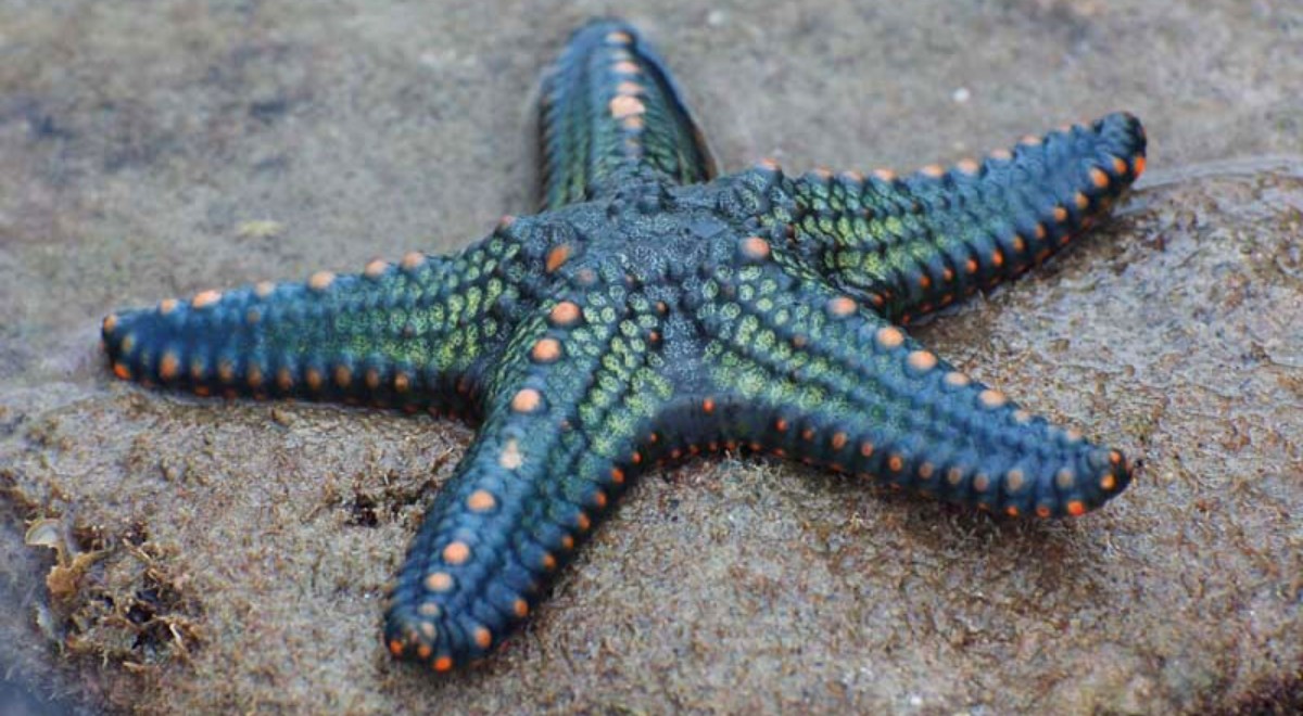Zeesterren, dit is wat ze werkelijk zijn: de verrassende ontdekking van ...