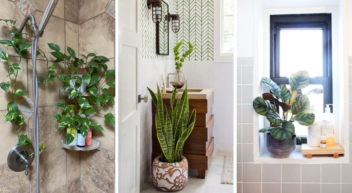 Faszinierend Pflanze In Der Dusche Bilder