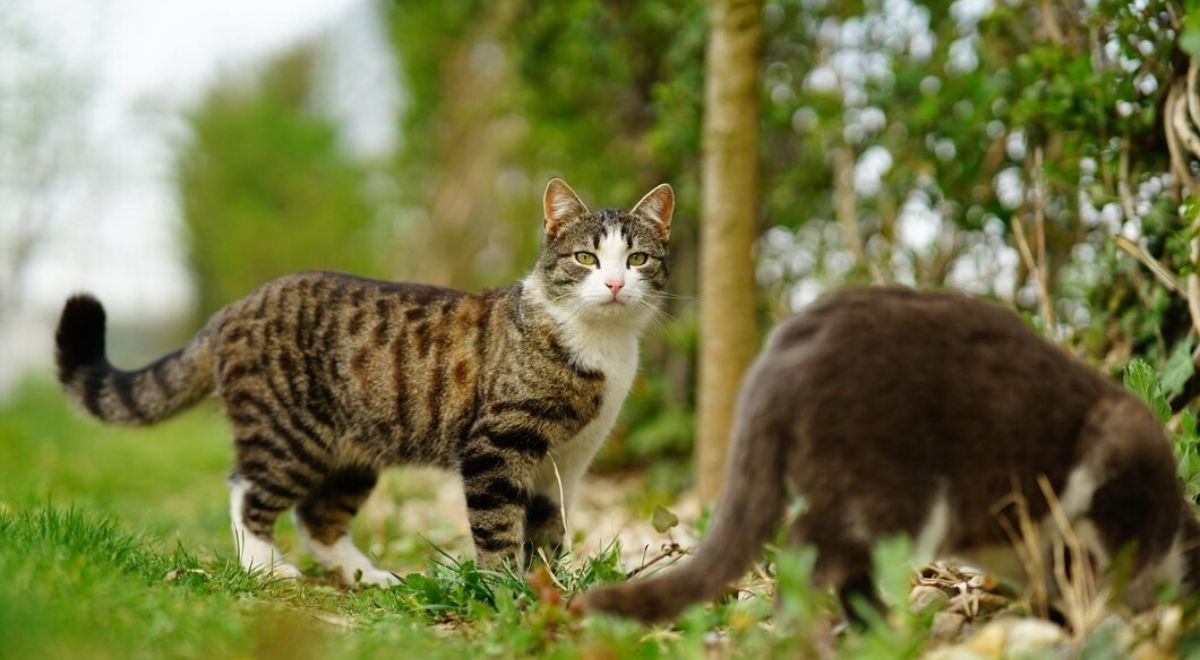 Gatti selvatici e gatti domestici si accoppiano - Argo.pet