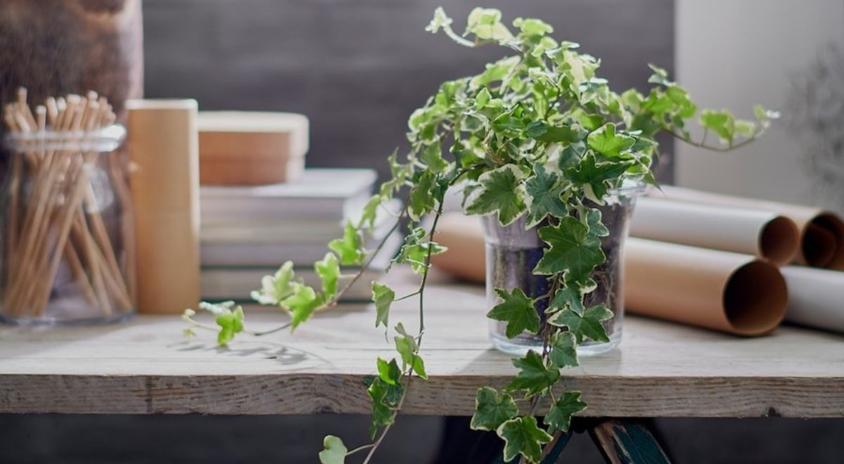 There is a very common plant that helps remove mold spores from your ...