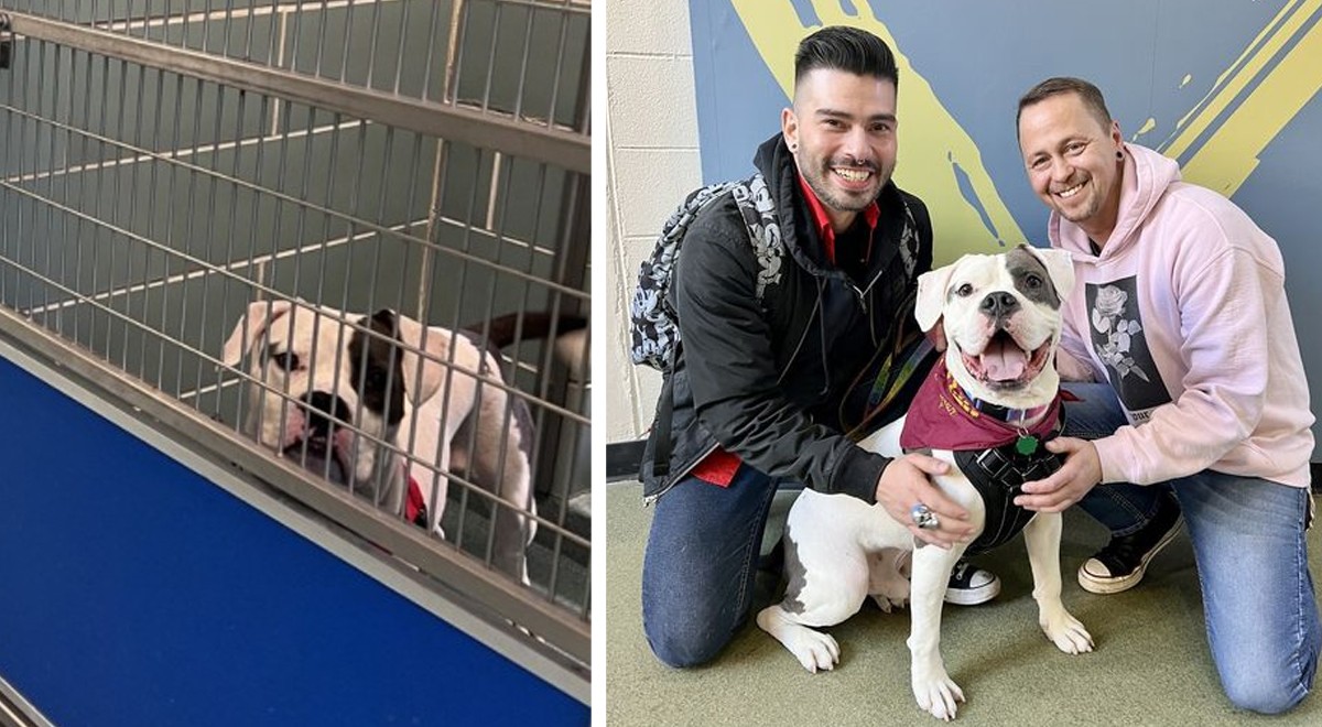 Elvis, il cane rimasto l'unico a non essere stato adottato ha trovato ...