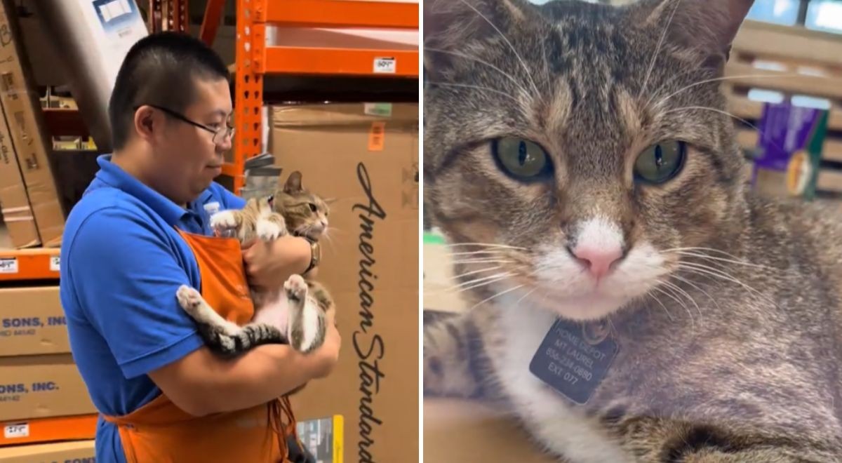 Gatto randagio adottato da un Home Depot - Argo.pet