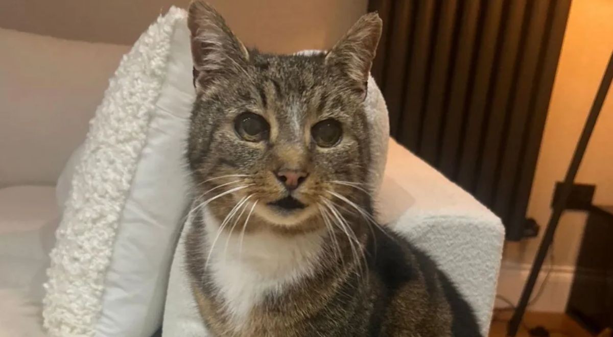 Ritrovato gatto dopo 11 anni grazie al microchip - Argo.pet