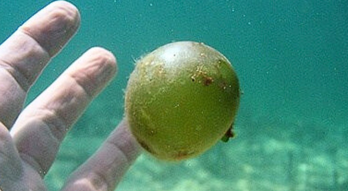 Har du någonsin sett denna konstiga sfär i havet? Den kallas "ögonglob ...