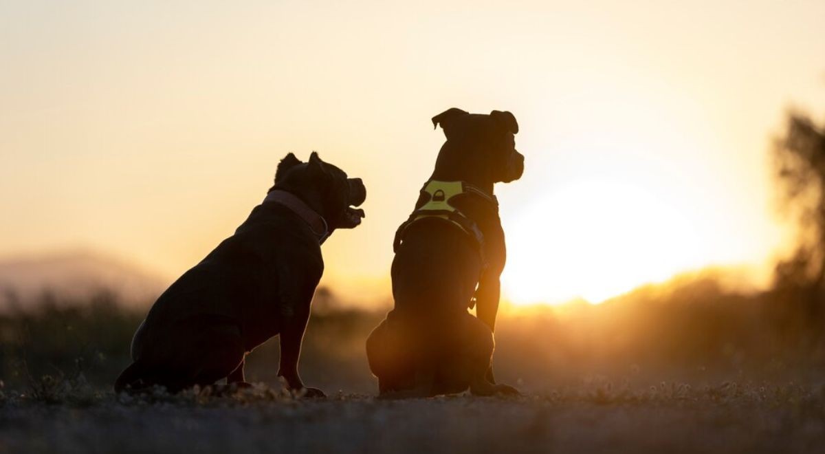 Perché il tuo secondo cane non è mai all’altezza del primo? - Argo.pet