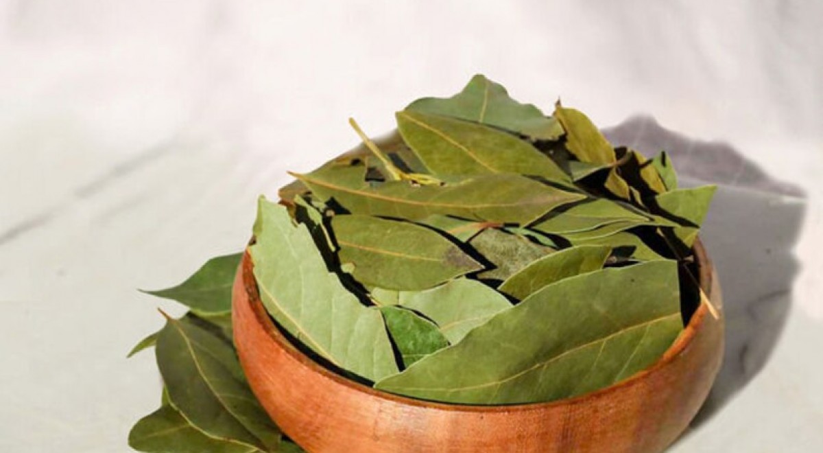 Not just in the kitchen: the incredible usefulness of laurel in ...