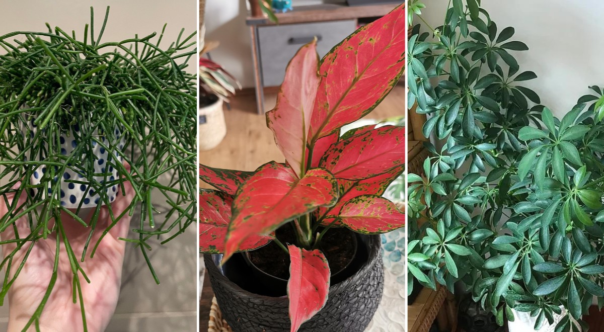 Add style to your home with these 10 underrated houseplants ...