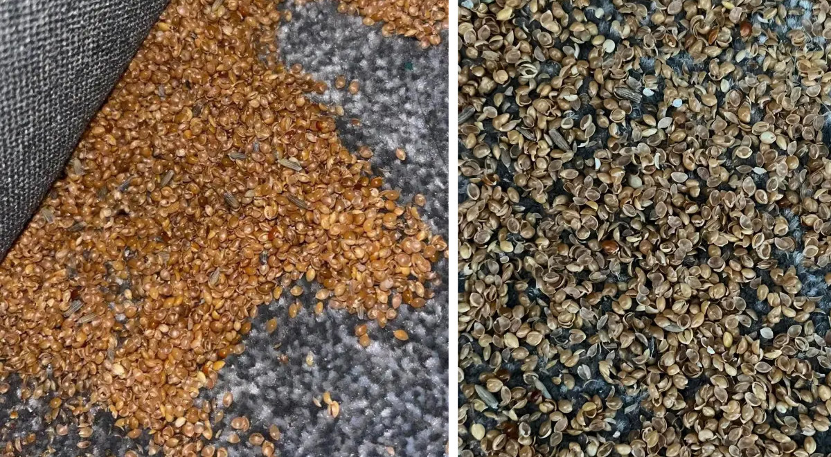 Moeder merkt iets vreemds op bij bed van zoon: “het is huiveringwekkend ...