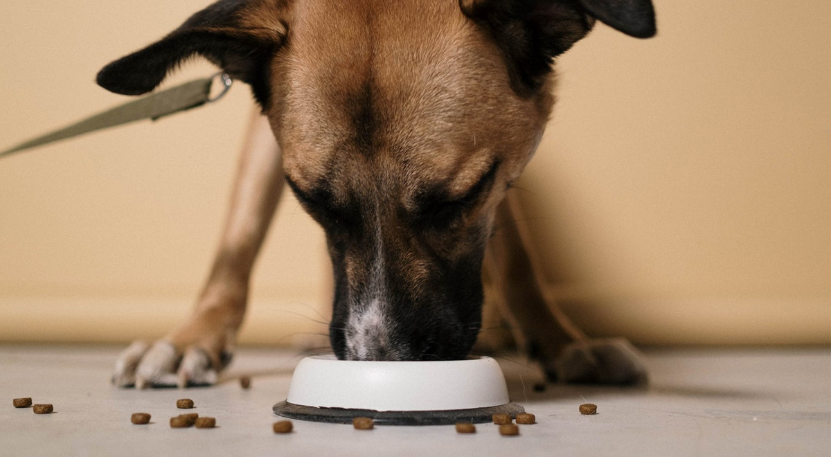 Cibo del cane: come conservarlo correttamente? - Argo.pet