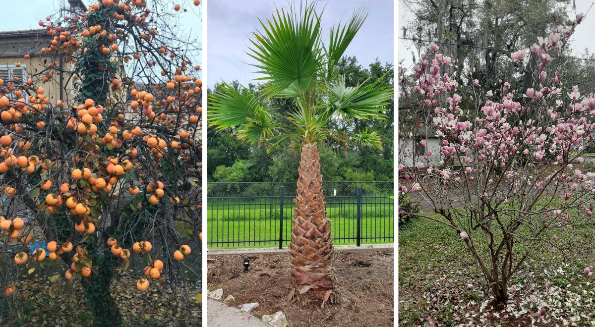Shady trees in the garden: which are the best? 4 species to chose from ...