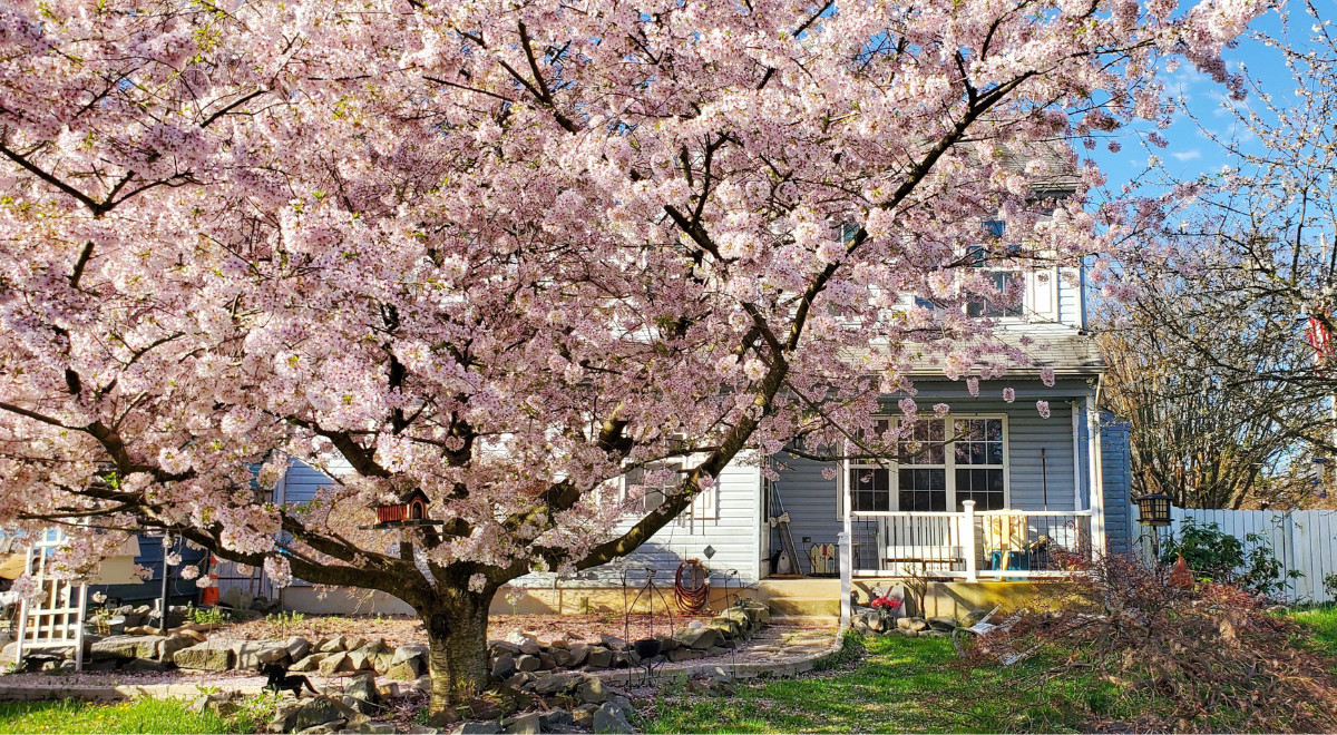 The breath-taking beauty of tree-lined avenues: the 8 best trees to ...