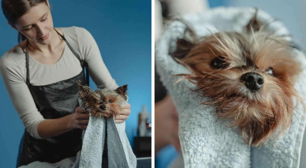 Il muso del tuo cane deve essere pulito spesso? Ecco come farlo - Argo.pet