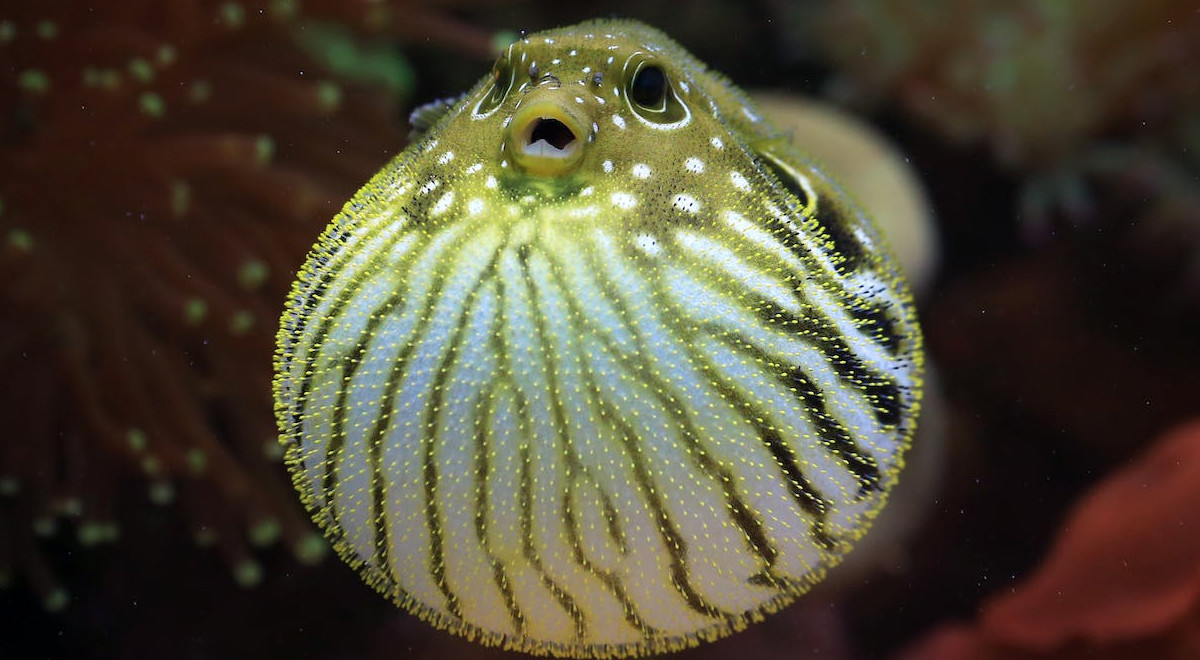 Avere la testa grande rende più intelligenti? - Curioctopus.it