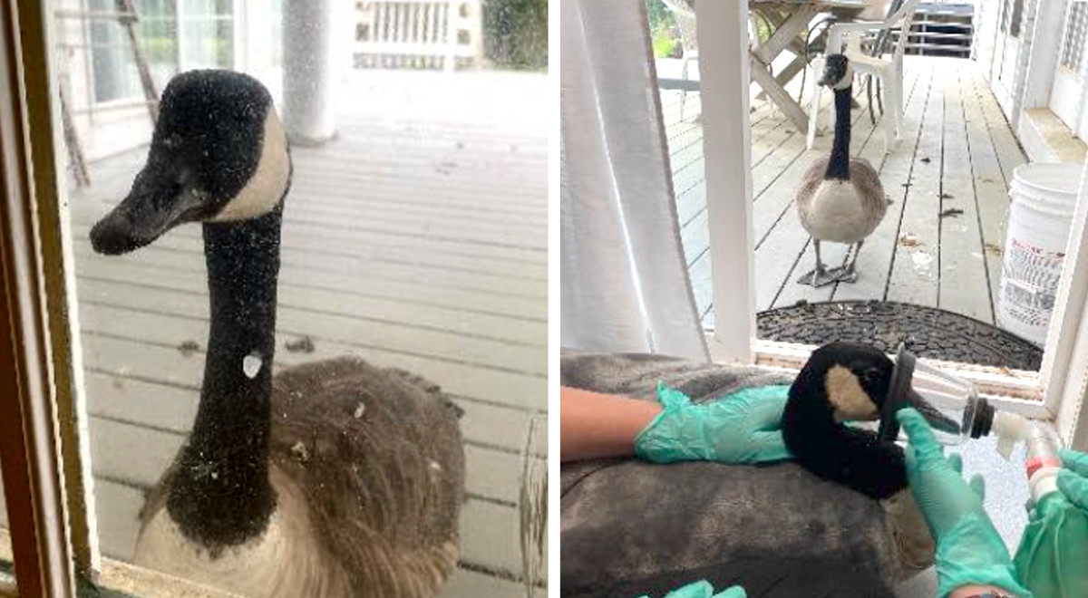 Oca fa visita al suo compagno mentre è ricoverato - Argo.pet