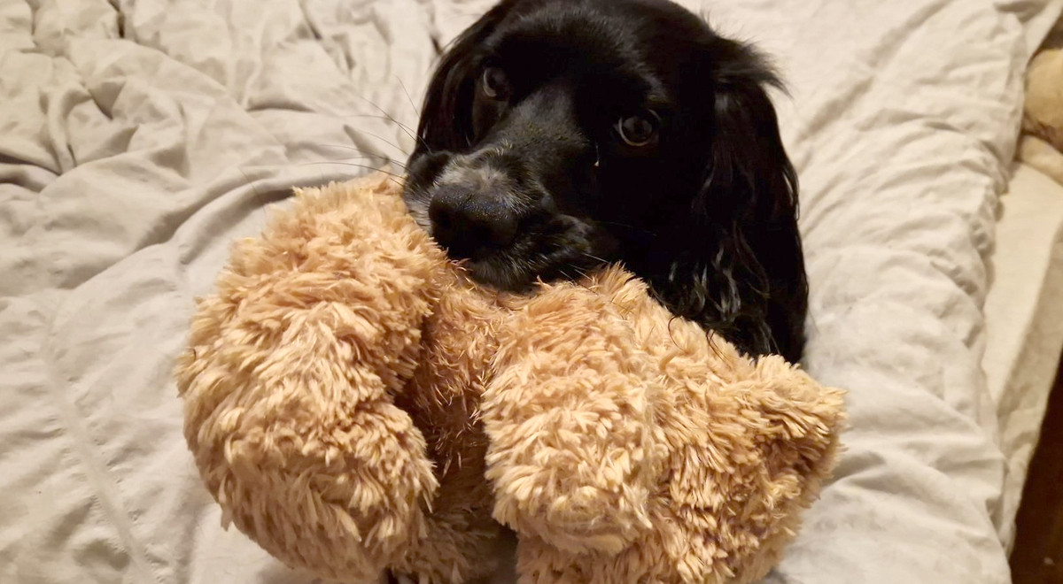 Scatta una dolce foto al suo cane e solo dopo si accorge di un ...