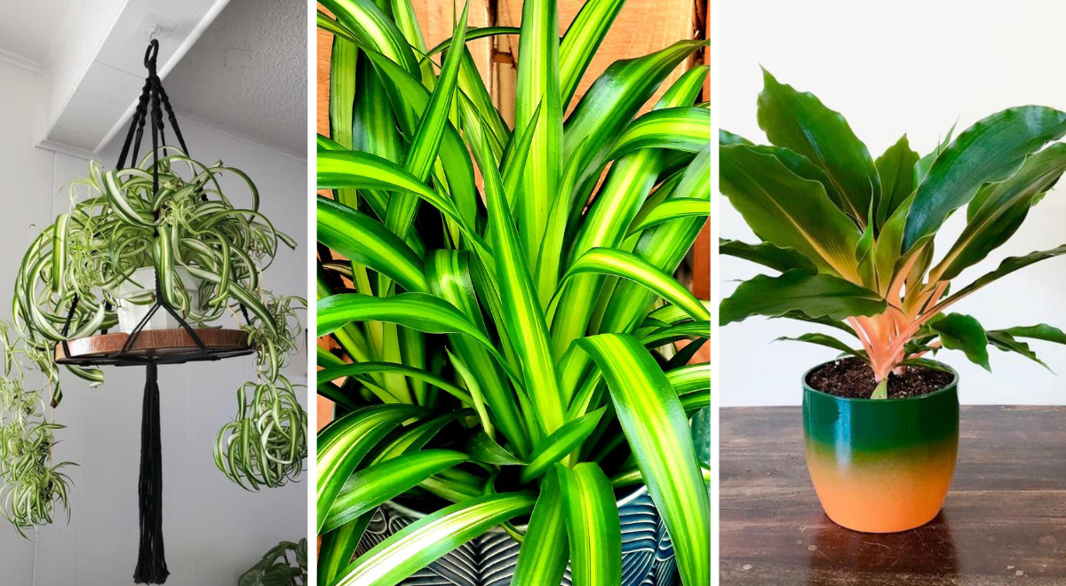Chlorophytums: bring beauty into your home with these magnificent ...