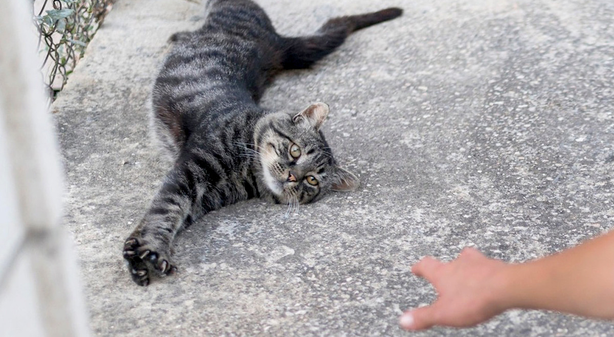 Perché i gatti si avvicinano solo ad alcune persone? - Argo.pet