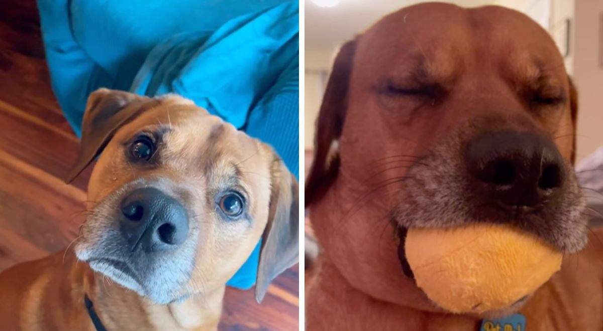 Cane si addormenta solo dopo aver masticato la sua pallina: ecco il ...