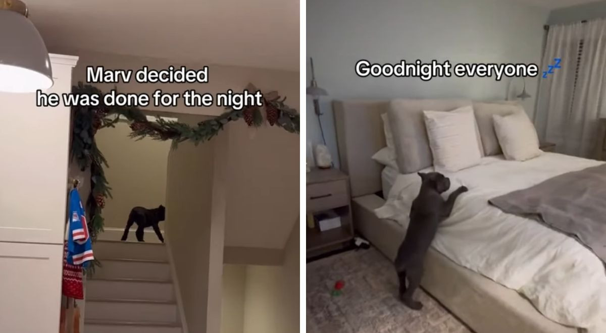 Cagnolino decide di voler andare a letto: l'esilarante video - Argo.pet