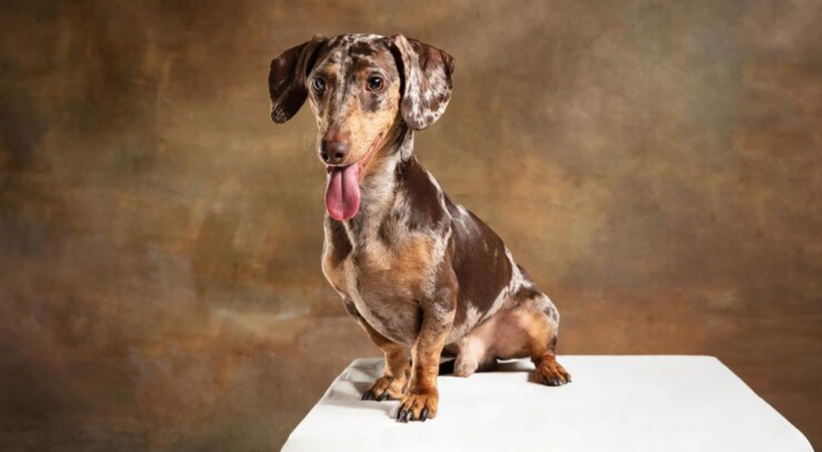 Tutto quello che devi sapere sul bassotto arlecchino - Argo.pet